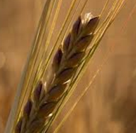 Os Meninos da C: O CENTEIO