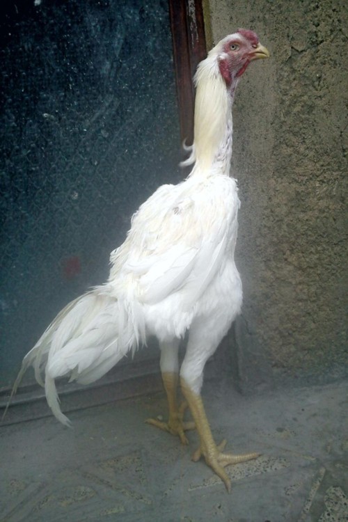 ASEEL FIGHTER PHOTOS - ASEEL FIGHTER PHOTOS