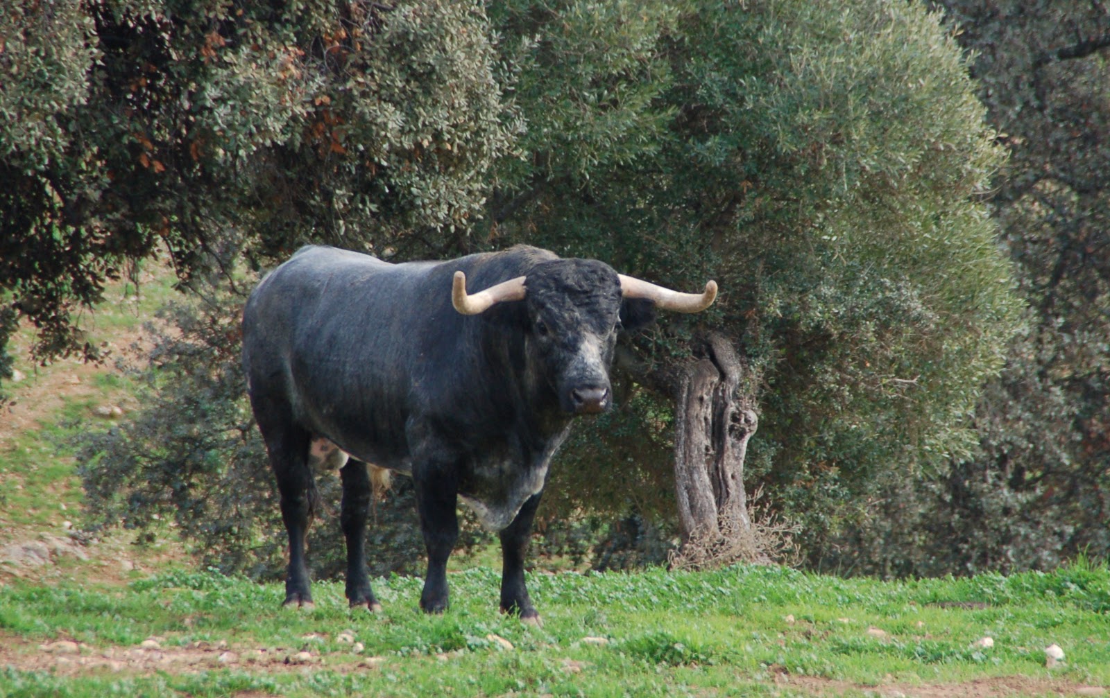 Toros MORENO SILVA para el 2012 - ... el Toro de la Jota