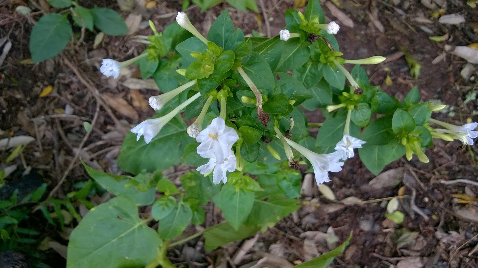 Spice of Life!: G is for Gulbakshi