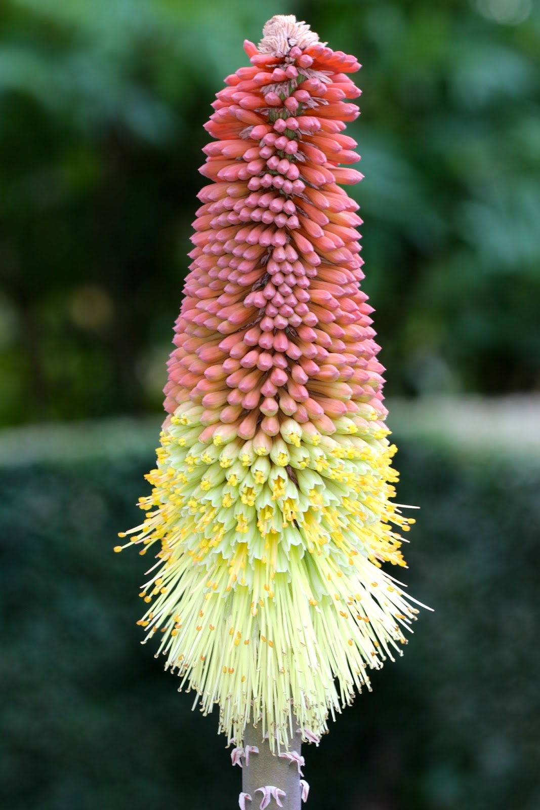TrogTrogBee: Kniphofia caulescens