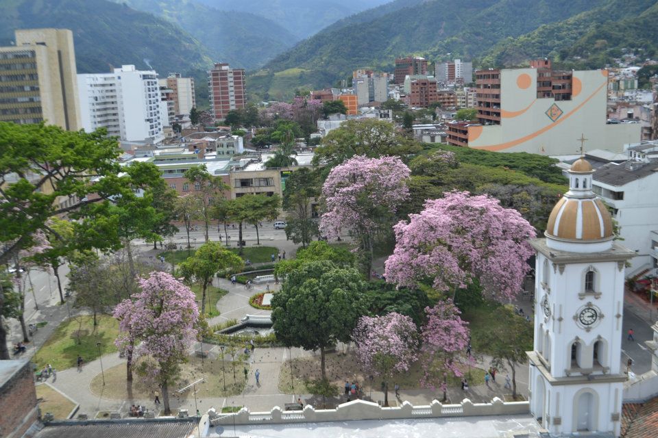 EL GATO QUE RUGE: UNA MARAVILLA DE LA NATURALEZA: LOS OCOBOS EN FLOR EN ...