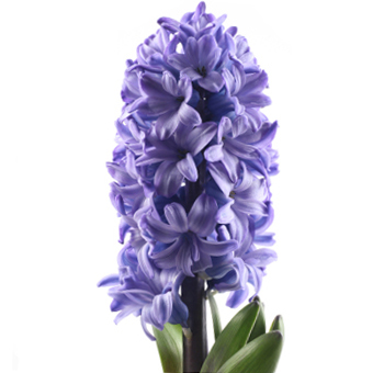What is a Hyacinth? | Facts About All