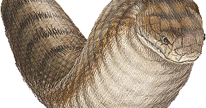 MY BLOG: Tsuchinoko