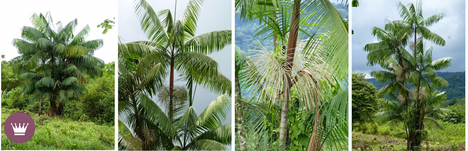 ARBORETUM: Reinado de palmas