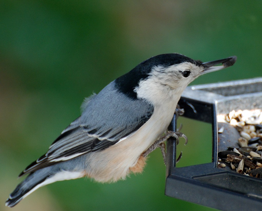 Birding Is Fun!: The Society of Nuthatches