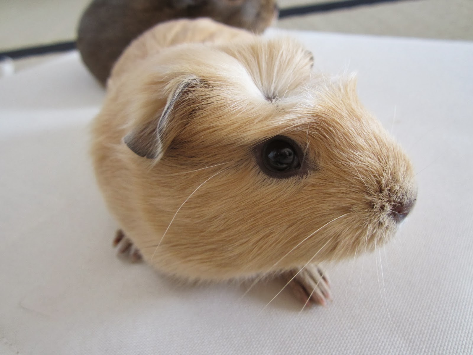 Cobayas a lo loco: Incorporar una nueva cobaya: la cuarentena