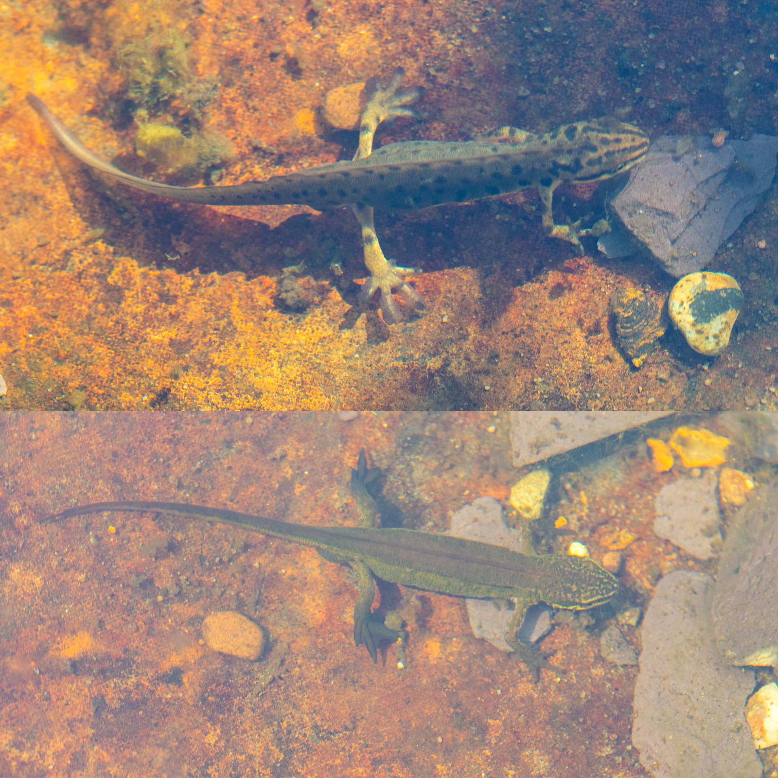 Darley Dale Wildlife: Smooth and Palmate Newts
