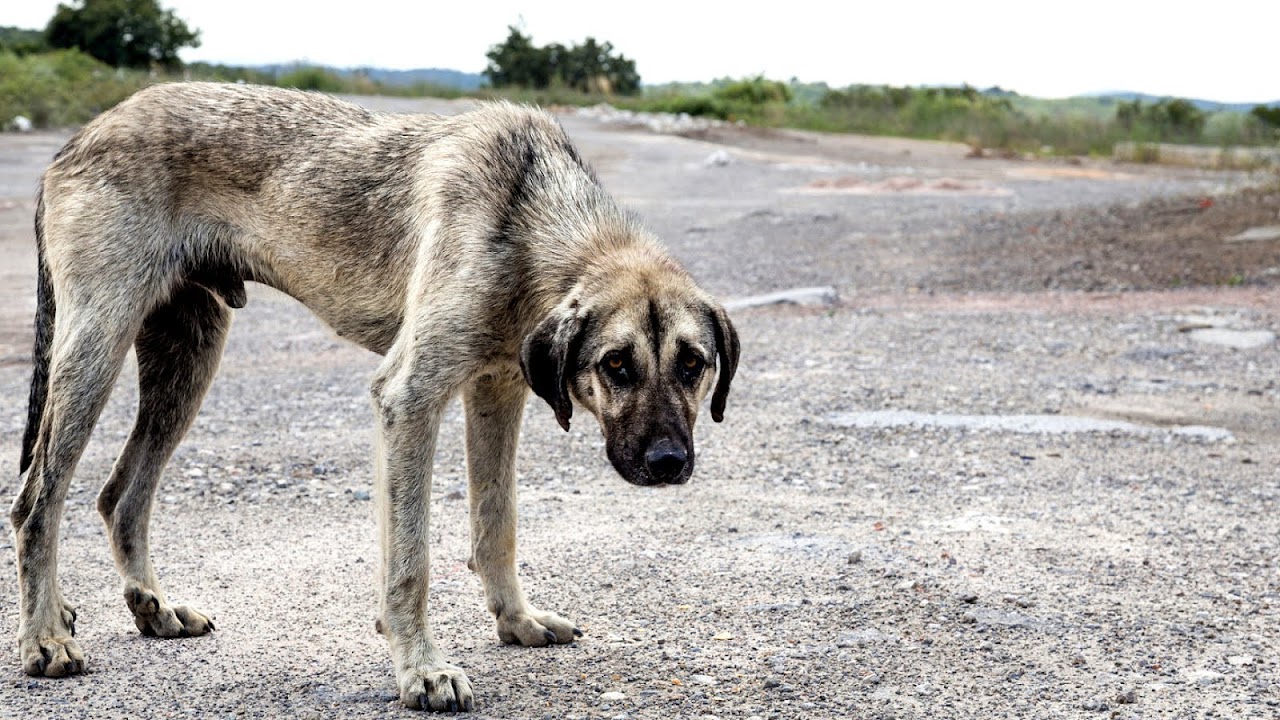The Effects Of Animal Abuse Effect Choices the-effects-of-animal-abuse-effect-choices