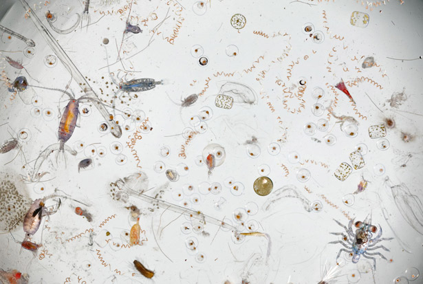 Microfauna em Ecologia