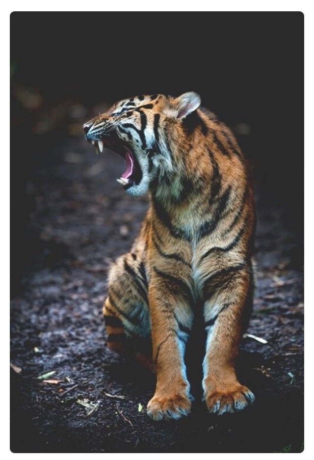 Learning How To Adult : 5 Ways To Channel Your Inner Tiger