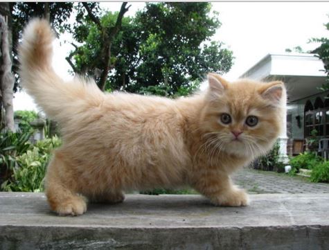 Perbedaan Kucing Persia Flatnose Dan Peaknose ~ RUMAH KUCING