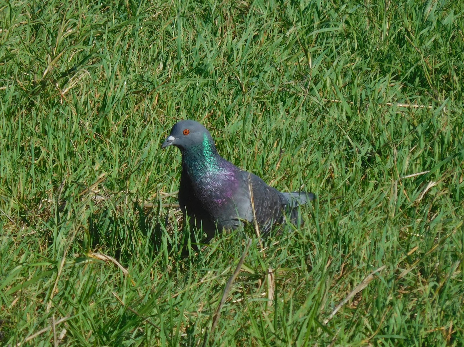 Berkeley Backyard Bird Blog