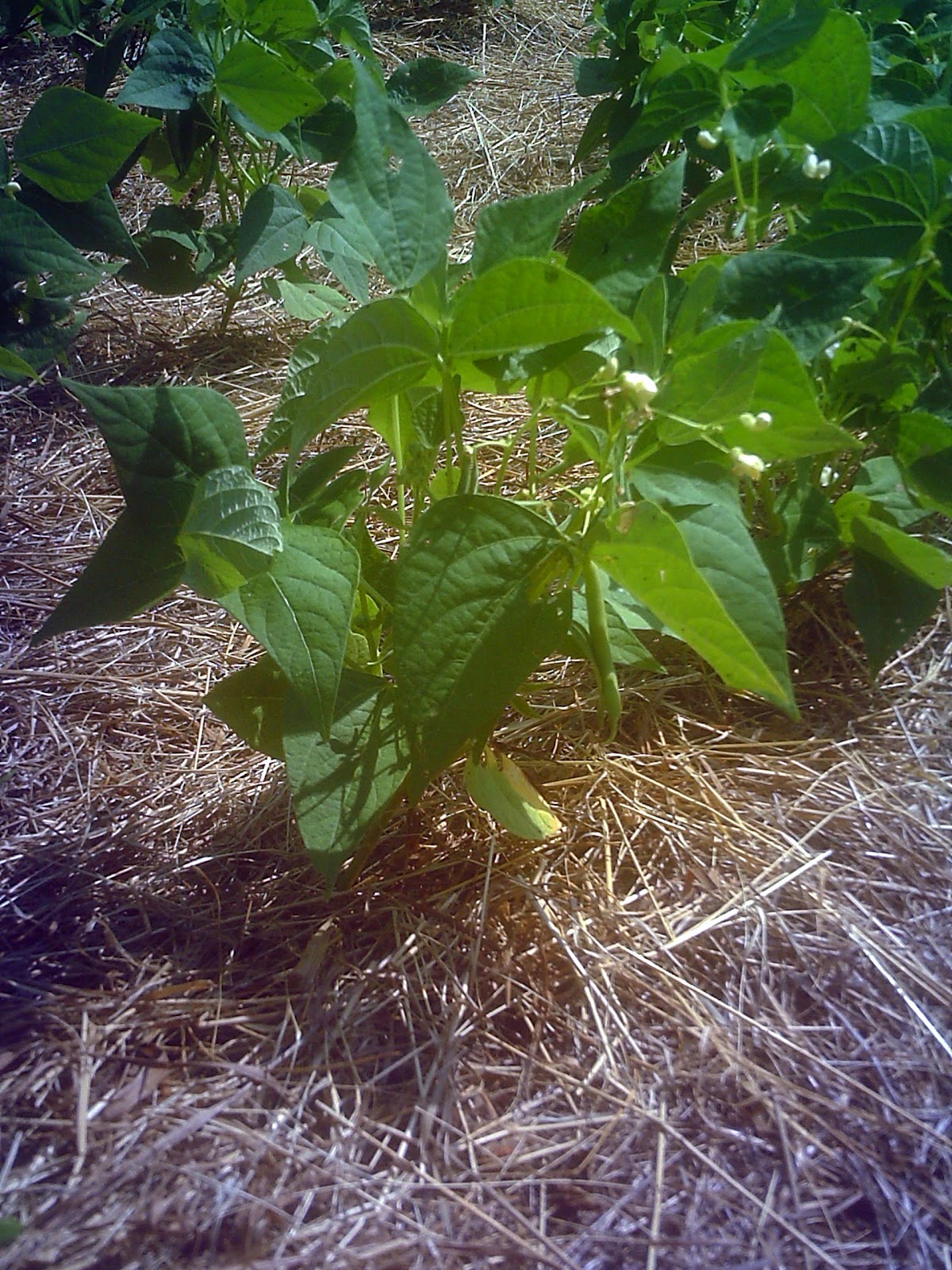 Gibby's Garden: How to Grow Beans in the North