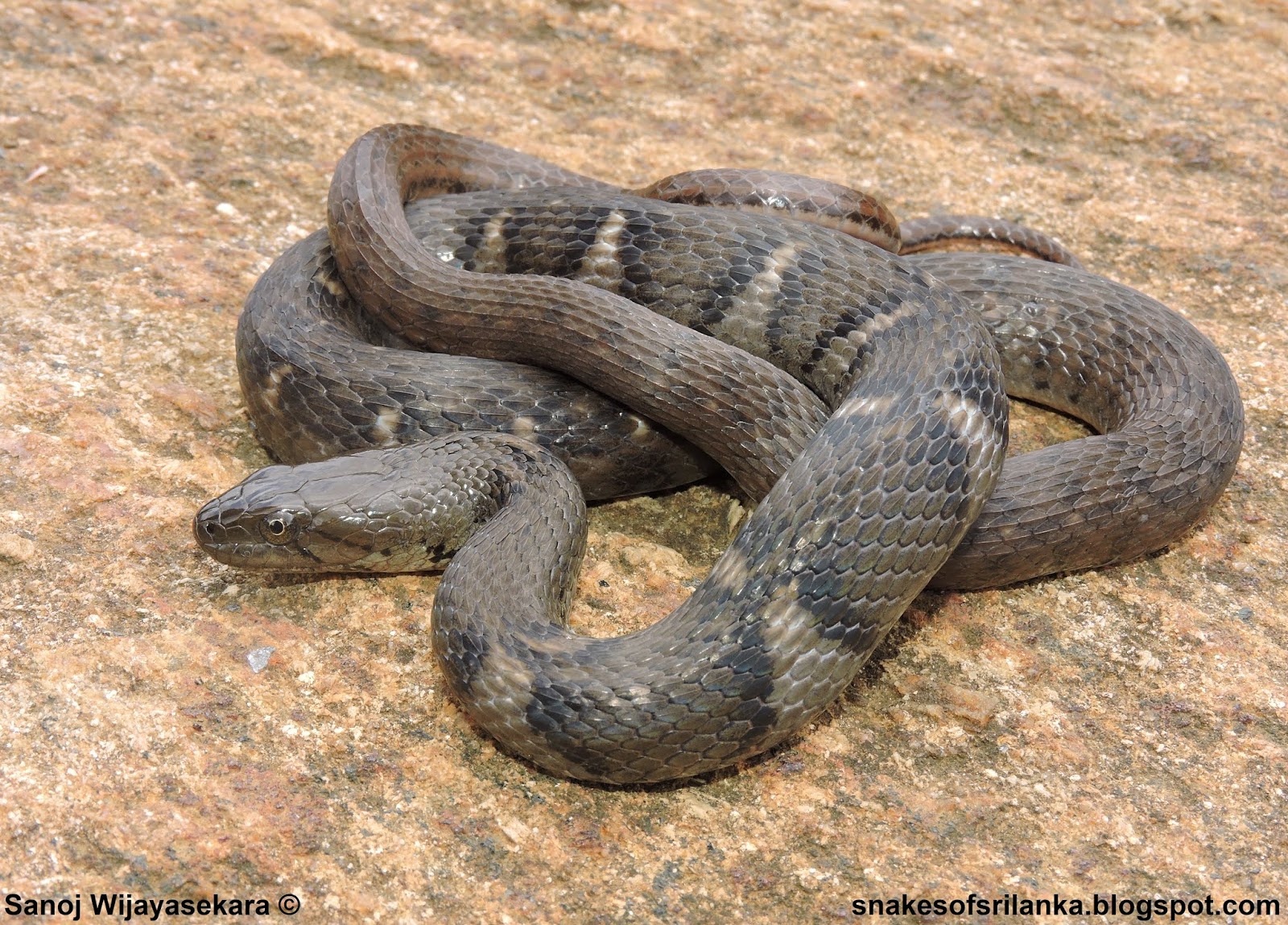 Boulenger's keelback/ලංකා දියබරියා (Fowlea asperrimus-Boulenger, 1891)