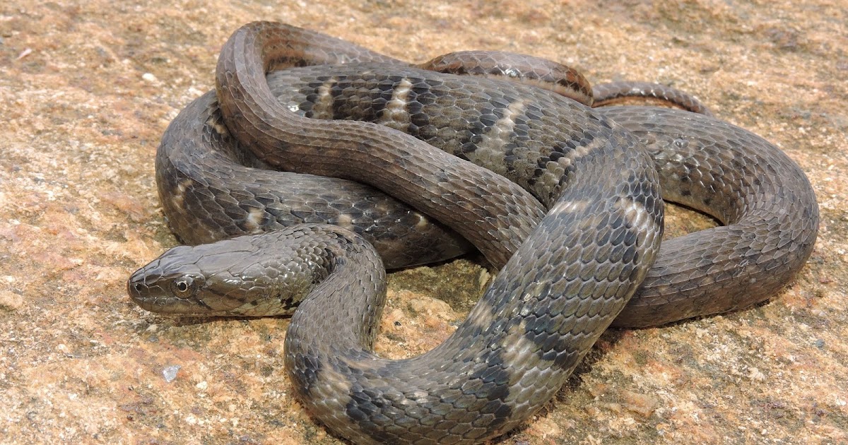 Snakes of Sri Lanka