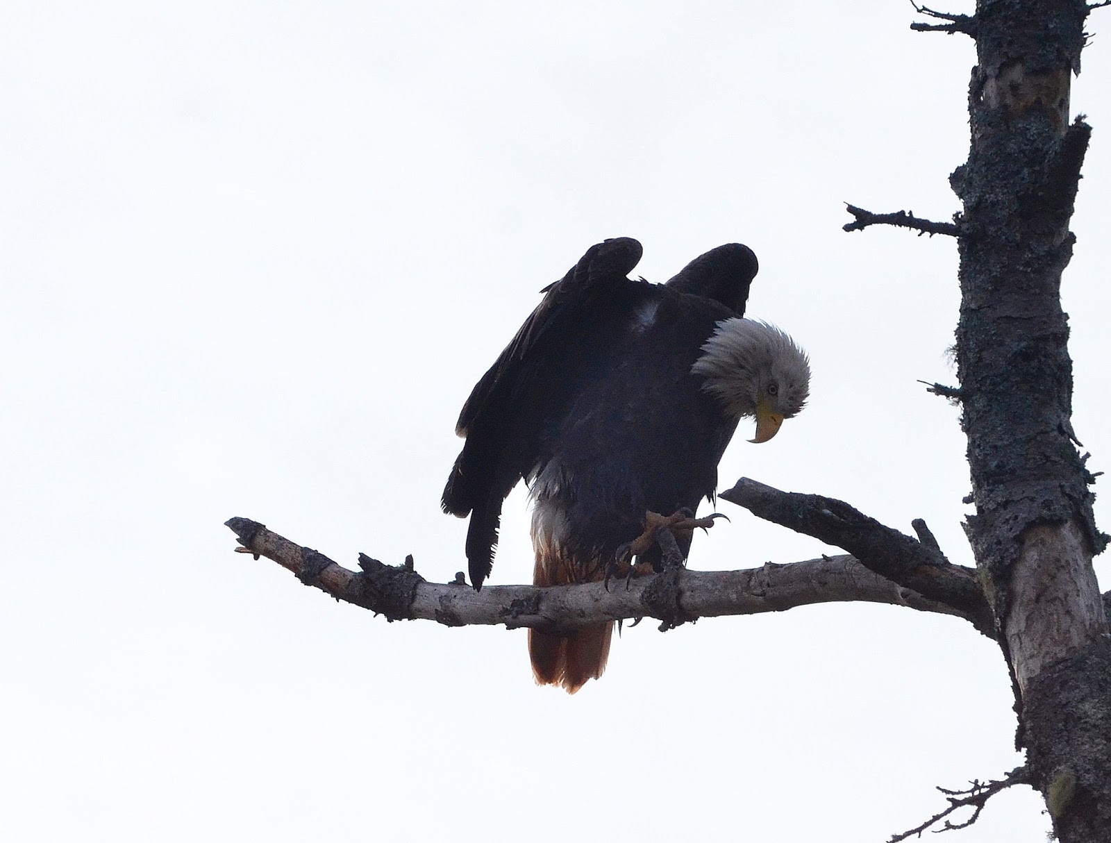 Nature Moncton Information Line: Dec 6 2017