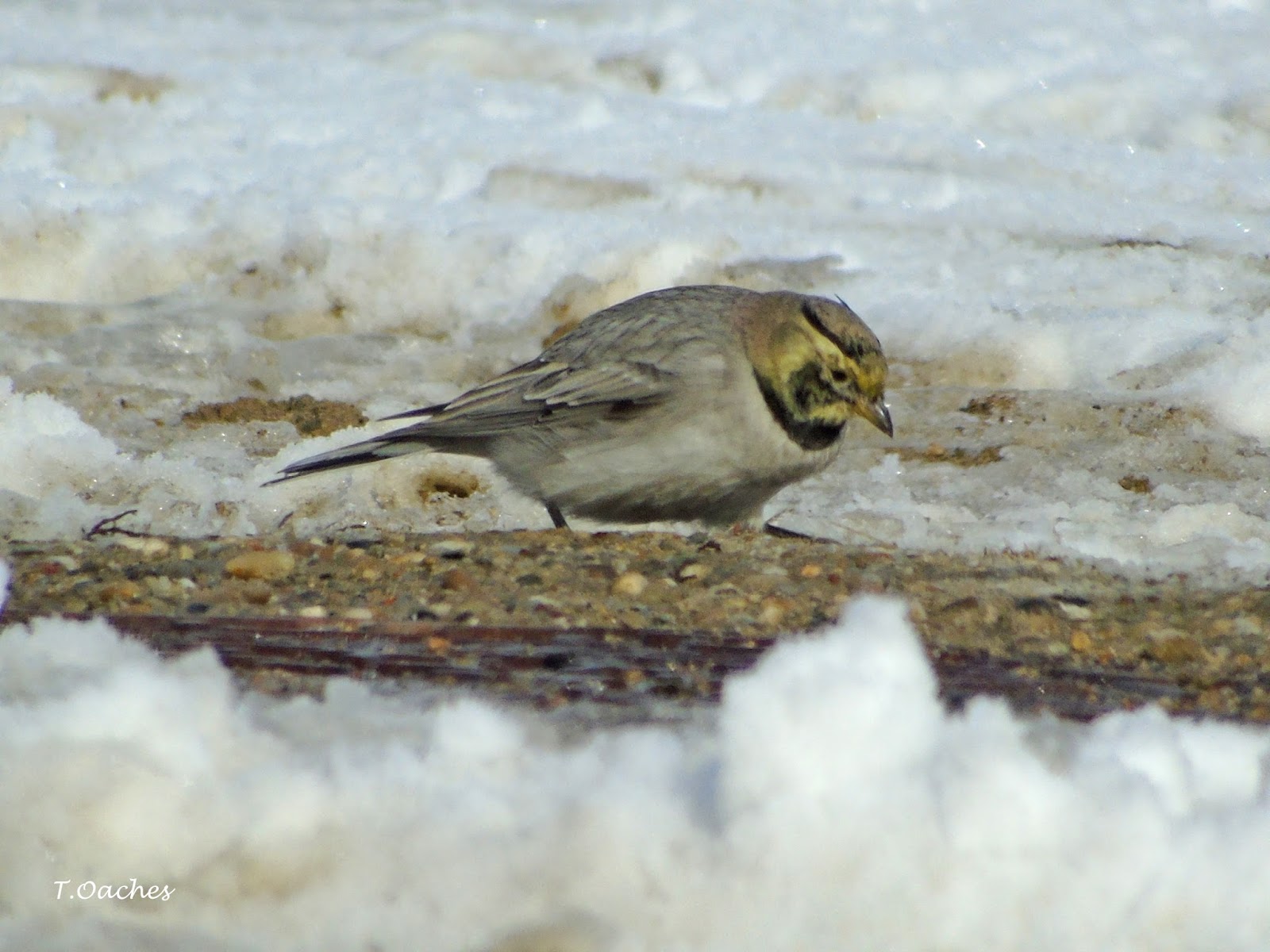 PASARI DIN ROMANIA: CIOCARLIE URECHEATA, Eremophila alpestris