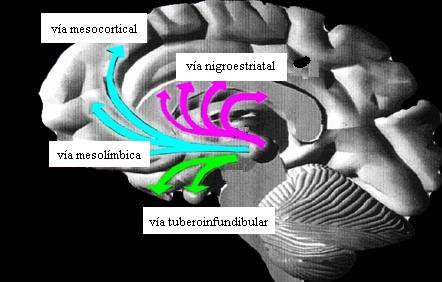 neurociencia: Fármacos y los circuitos de la dopamina