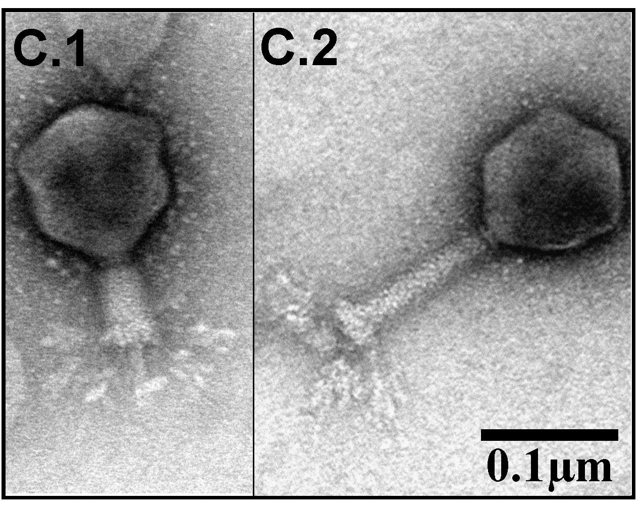 Science in the clouds: The strange virus from the sewage