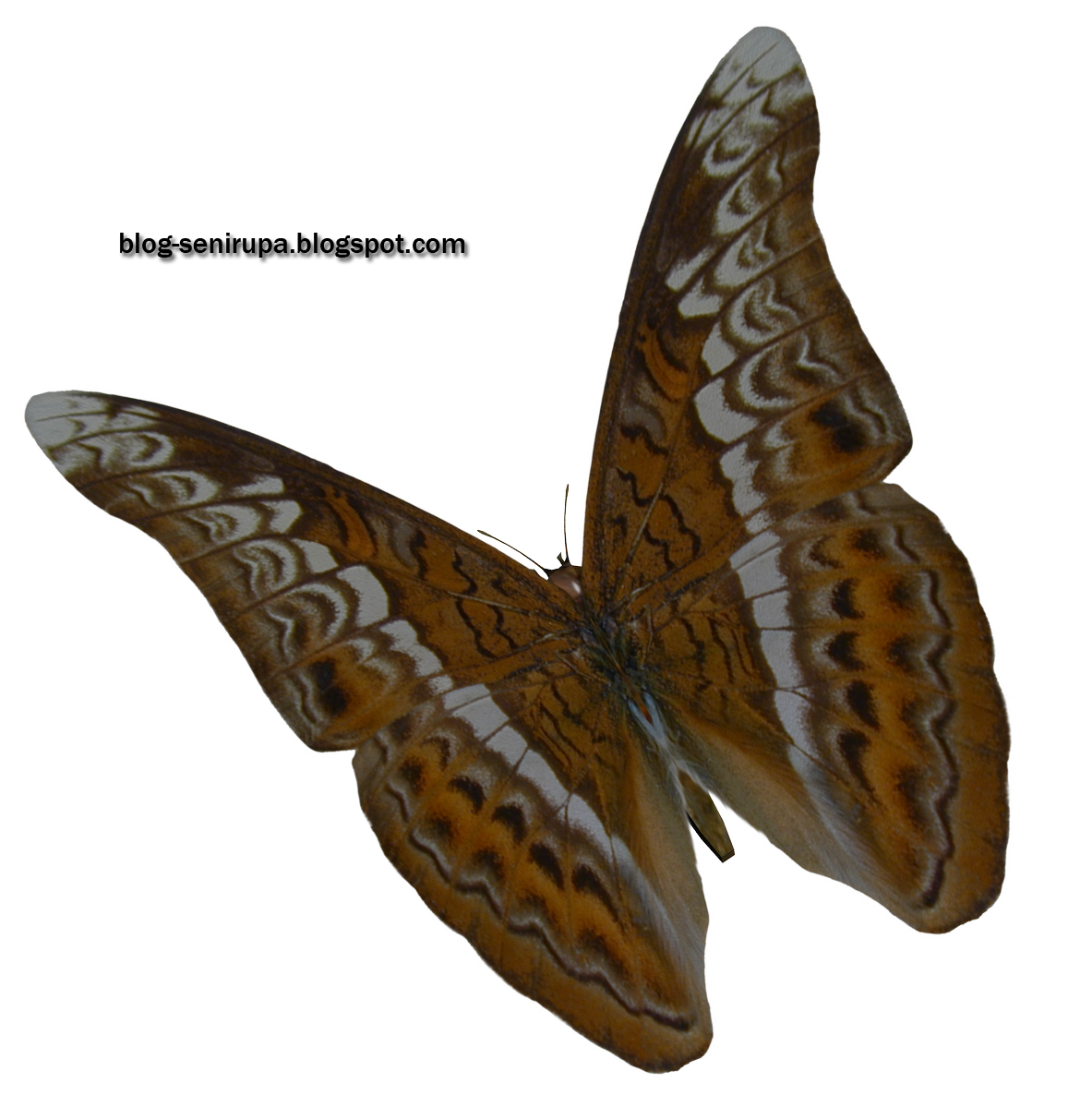 Stock Foto Gambar Kupu-kupu High Resolution