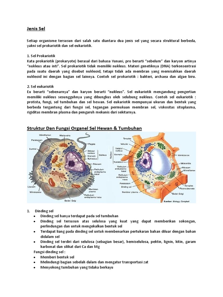 perbedaan sel eukariotik dan prokariotik - wood scribd indo