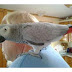 About African Grey Parrots: How to properly feed African Grey Parrot