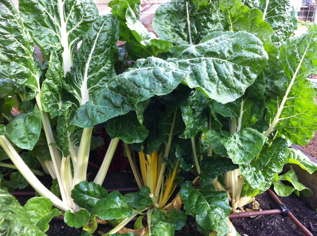 Gina's blog: Silverbeet / Chard