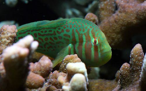 Fish Index: Clown Goby (Gobiodon atrangulatus)