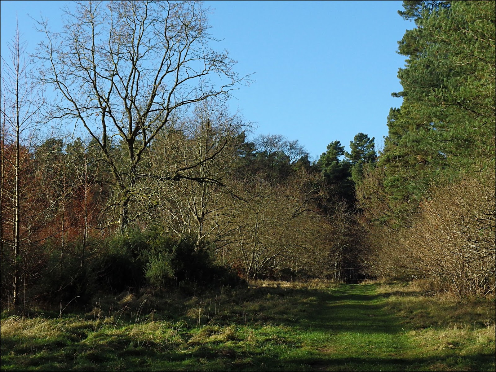 "By Stargoose And Hanglands": Santon Downham