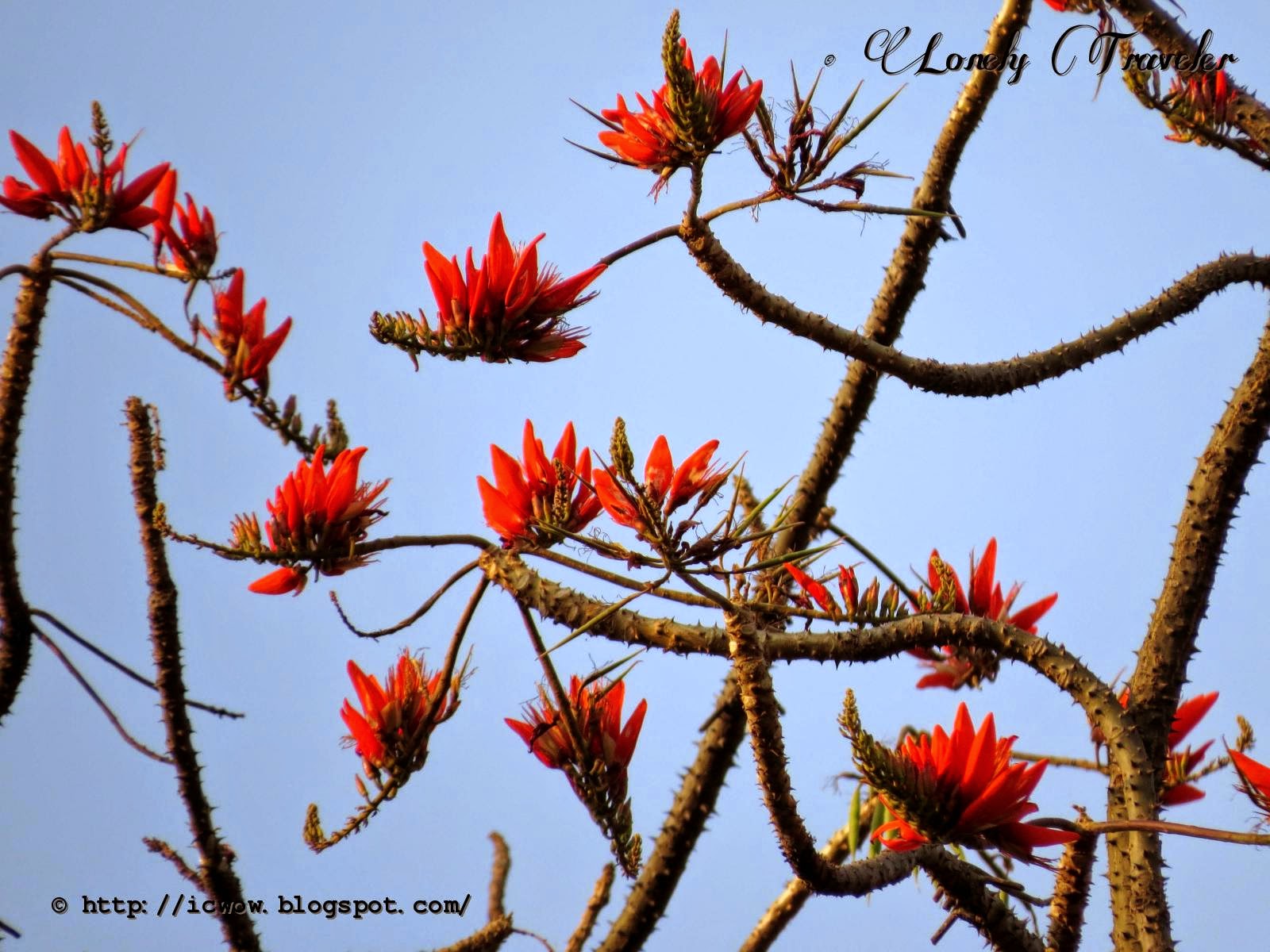 Indian Coral Flower (মান্দার ফুল) - Erythrina variegata
