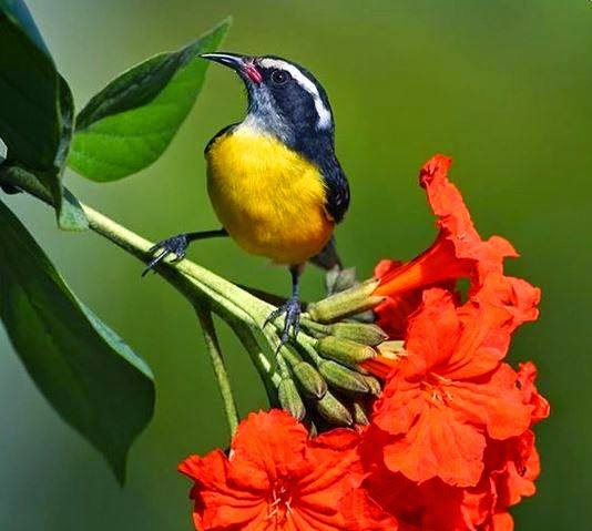 Puerto Rico, Isla Bella !!!: Reinita Común!!!