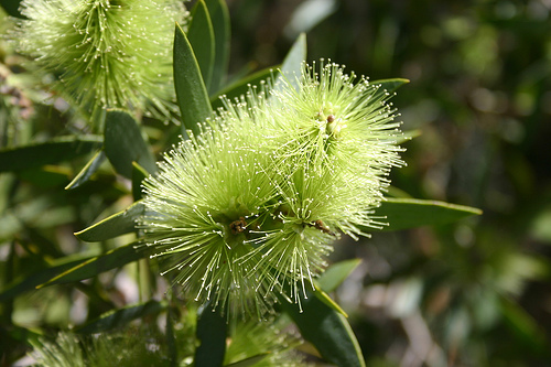 Crystal Wellsprings: The magical essential oil: Australian native Tea Tree
