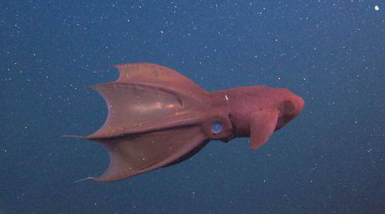 Vampire Squids Are Not Vampish About Meals