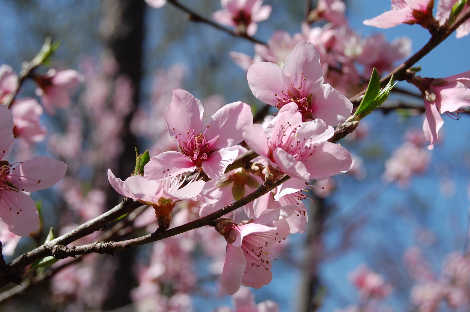 Brenda's "Texas Wild" Garden: Indian Peach