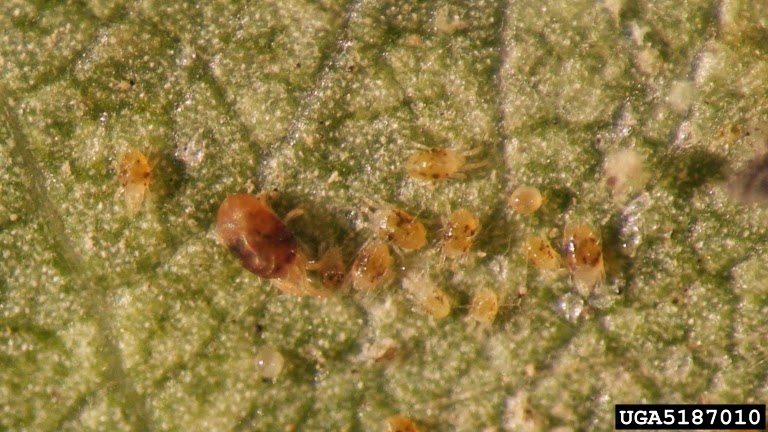 Grain Crops Update: Watch for Mites in this Dry Weather!