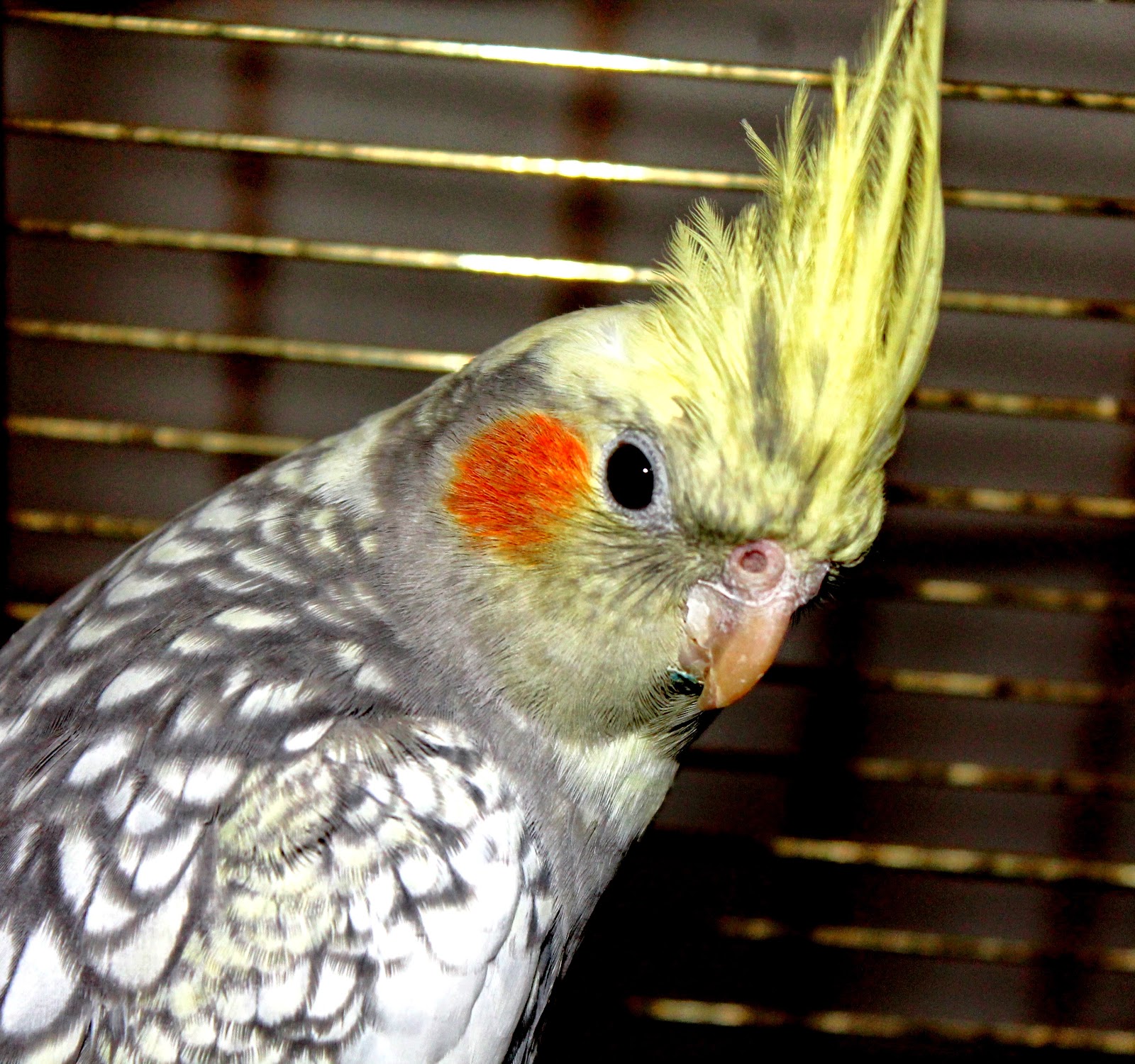 Davide Calopsite official BLOG: PAPPAGALLO CALOPSITE