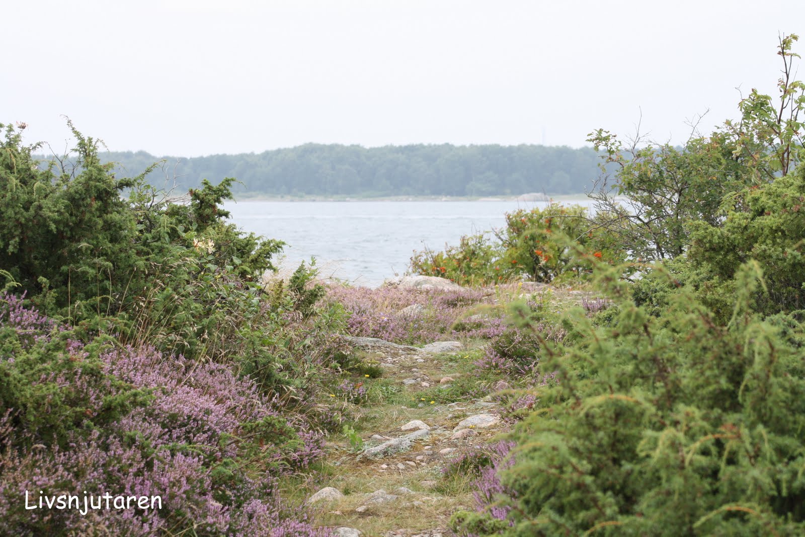 Livsnjutaren: Vi tar vägen mot stranden....