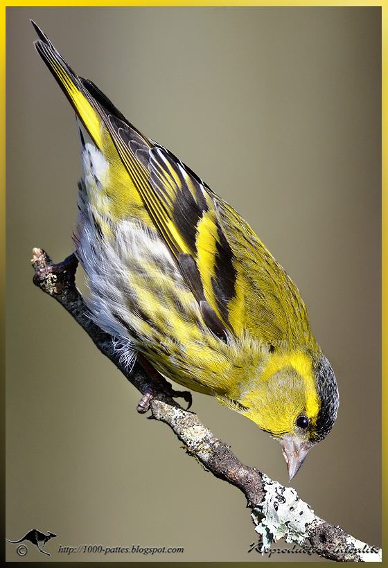 WILDLIFE GATEWAY: Portraits de Tarins