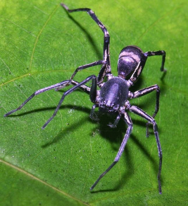 Imagenes de arañas: Fotografia araña negra [9-7-17]