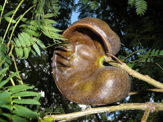 MAFERBA en el MUNDO : LA LEYENDA del TIMBO