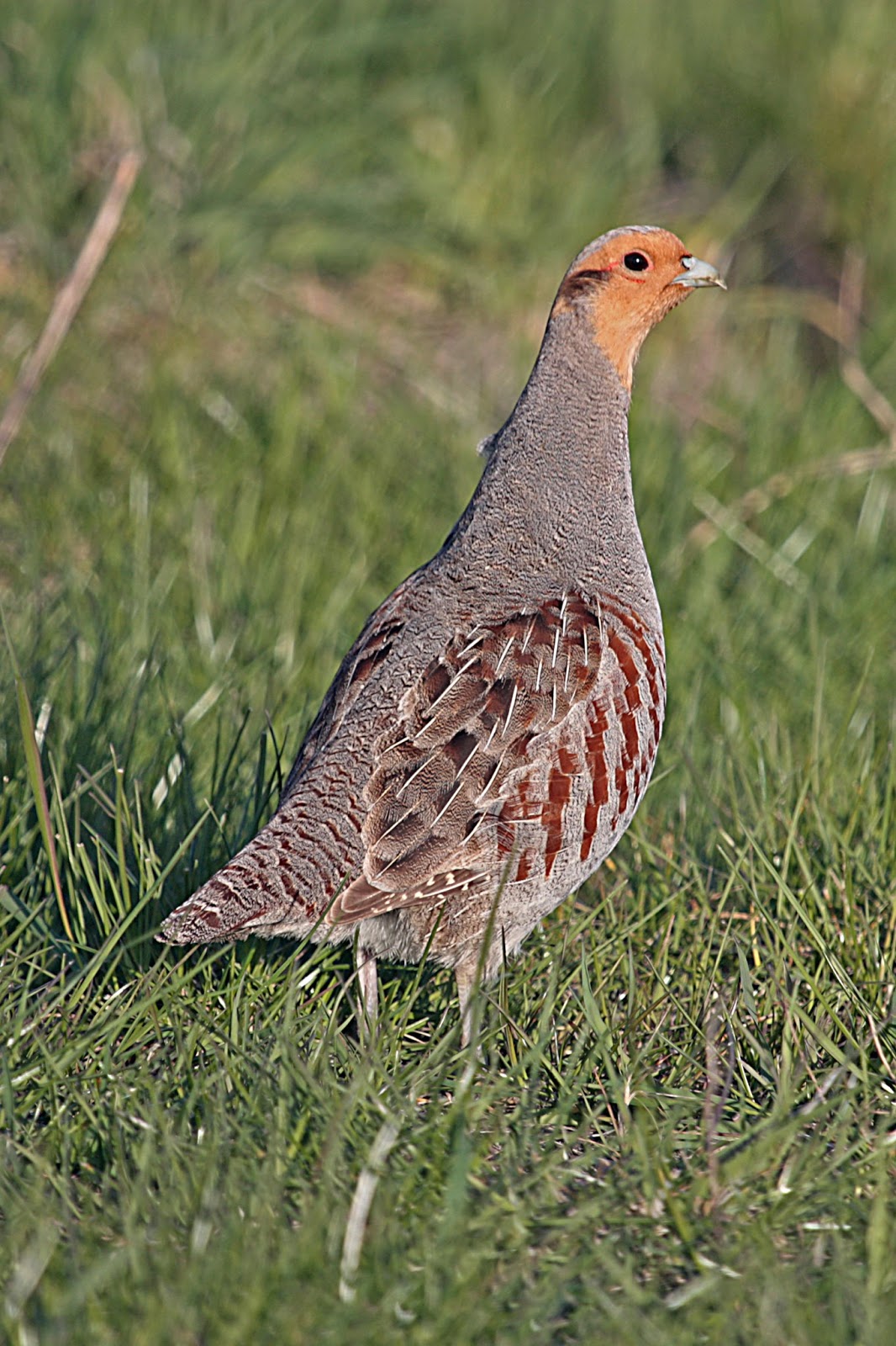 NatuurlijkNatuur: Het jaar van de Patrijs [Perdix perdix].