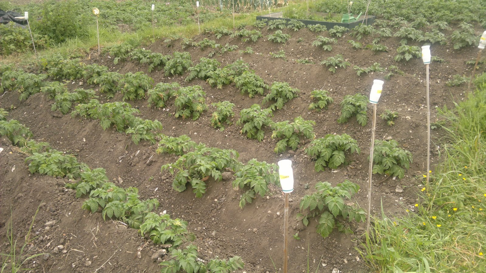 Ali's Allotment Plots: Earthing up!