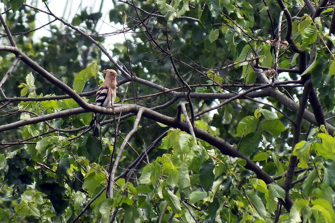 Jurnal unui desculț : pupaza porumbei rata leseasca padurea vedea raul ...