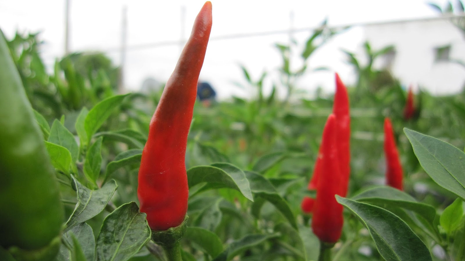 Estudiando Agricultura en Taiwán: Plantaciones de chile picante