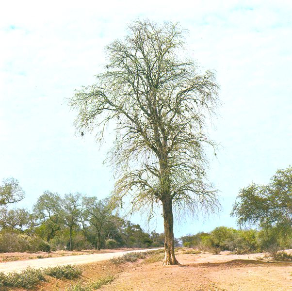 Argentina nativa: Palo santo (Bulnesia sarmientoi)