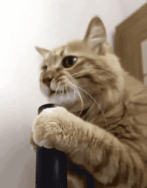Gifs de Gatos: Gato brincando com o aspirador Gif