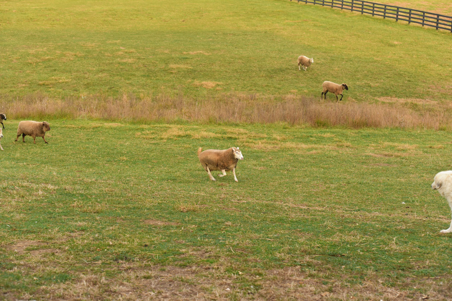 Punkin's Patch: Sheep Trick Or Treat