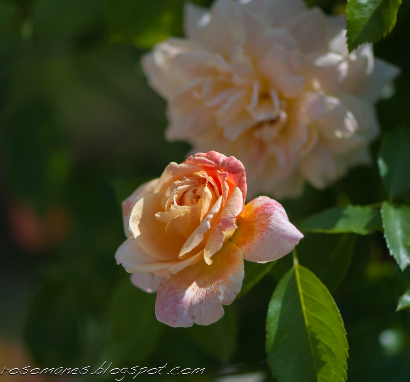 A Rose is a Rose...: July Roses