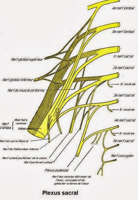 Un médecin du sport vous informe: Innervation du membre inférieur